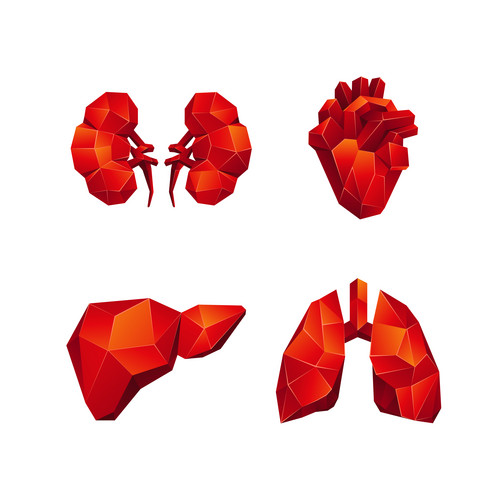 Red Low Poly Human Internal Organs Set On A Black Background. Abstract ...