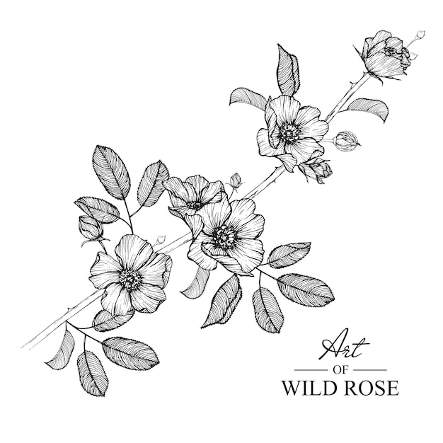 Detailed Wild Rose Botanical Illustration in Black and White | Jiffy ...