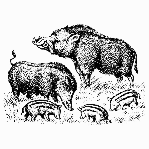 Majestic Wild Boars Roaming the Lush Grasslands | Jiffy Designs