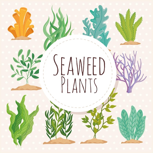 Vibrant Seaweed Plant Collection for Diverse Design Applications ...