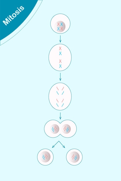 Mitosis: A Visually Captivating Depiction of Cell Division | Jiffy Designs