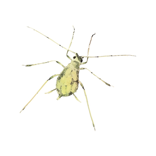 Vibrant Green Insect with Spindly Legs on White Background | Jiffy Designs