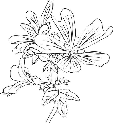 Vector Drawing Flowers And Leaves Of Althaea, Isolated Floral Element ...