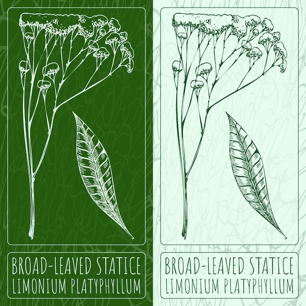 Detailed Botanical Illustration of Broad-leaved Statice | Jiffy Designs