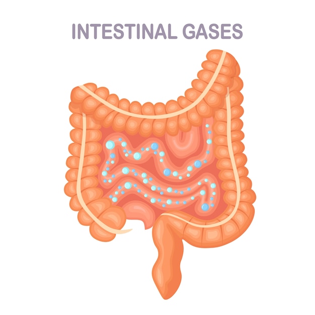Vibrant Illustration of the Human Intestinal System | Jiffy Designs