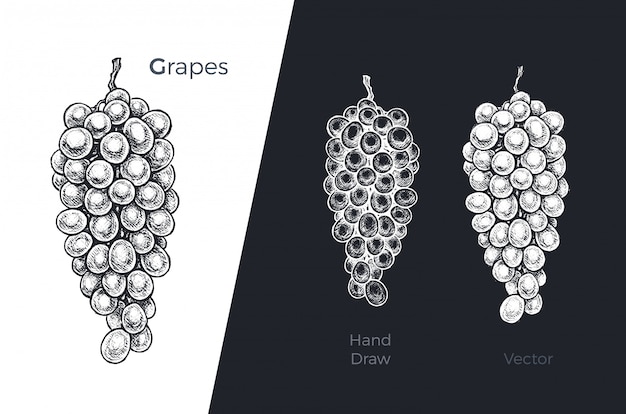 Elegant Clusters of Grapevine Grapes in Detailed Illustration | Jiffy ...