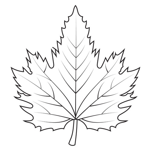 Contour Drawing Of A Maple Leaf. Autumn Leaf. | Jiffy Designs