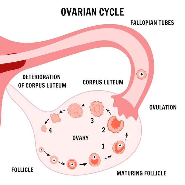 Detailed Diagram of the Intricate Ovarian Cycle Anatomy | Jiffy Designs