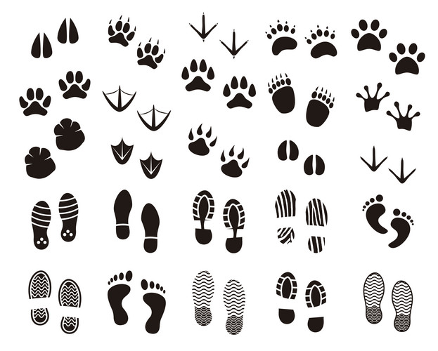 Animal And Human Prints Set | Jiffy Designs