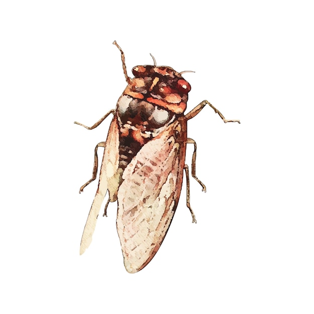 Vibrant Cicada with Intricate Wing Patterns and Compound Eyes | Jiffy ...