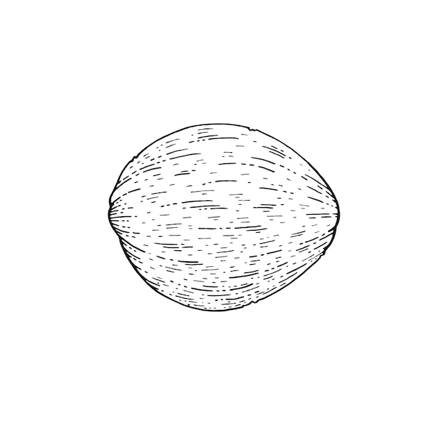 Detailed Illustration of a Walnut Shell | Jiffy Designs