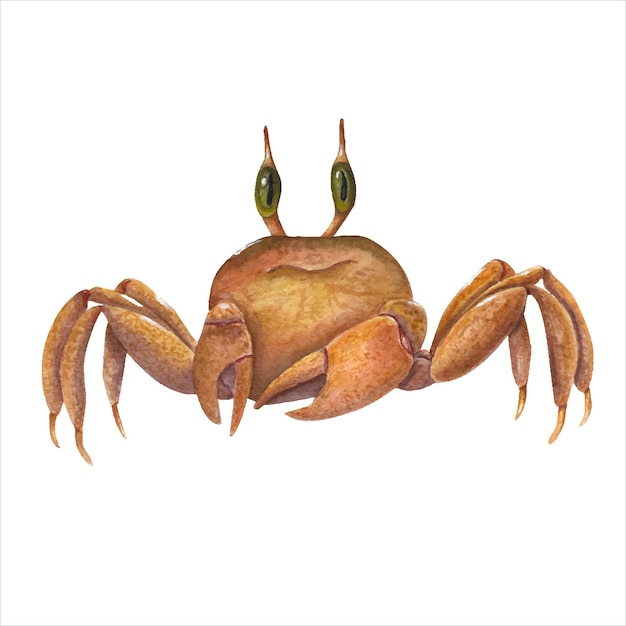 Vibrant Crustacean Illustration with Intricate Details | Jiffy Designs