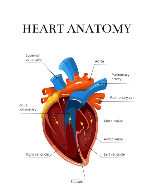 Detailed Illustration of the Human Heart Anatomy and Labels | Jiffy Designs