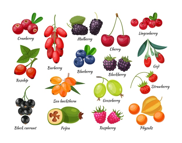 Vibrant Illustration of Various Berries with Labeled Names | Jiffy Designs