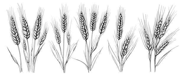 Detailed Illustration of Wheat Stalks with Textured Grains | Jiffy Designs