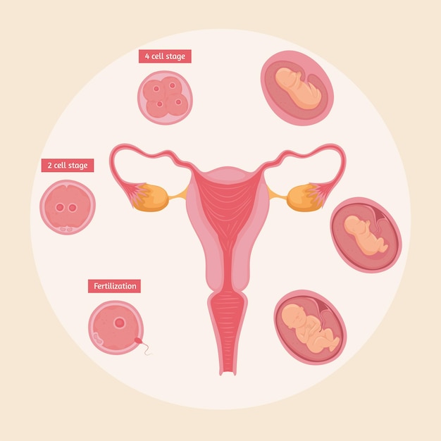 Detailed Illustration of the Female Reproductive System | Jiffy Designs