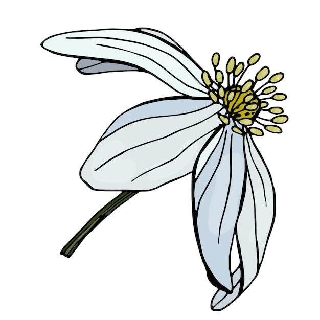 Vibrant White Flower with Intricate Petals and Stamens | Jiffy Designs