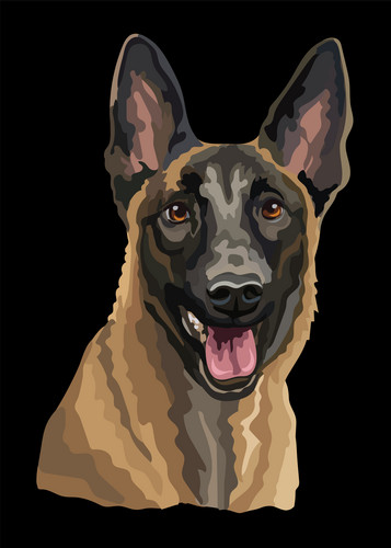 Realistic Head Of Belgian Shepherd Malinois Dog. Color Vector ...