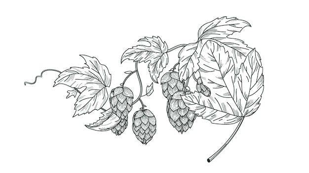 Elegant Hop Vine with Detailed Botanical Leaves and Cones | Jiffy Designs