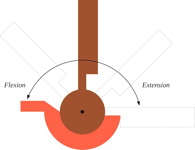 Anatomical Diagram of Elbow Joint Flexion and Extension | Jiffy Designs