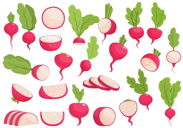 Vibrant Radish Collection: A Colorful Assortment of Fresh Produce ...