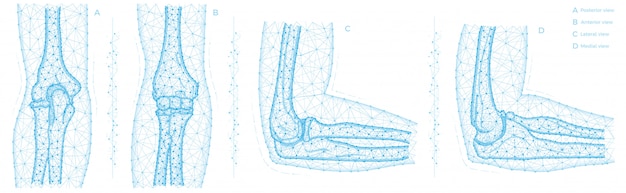 Intricate Skeletal Structures in Flowing Aquatic Patterns | Jiffy Designs
