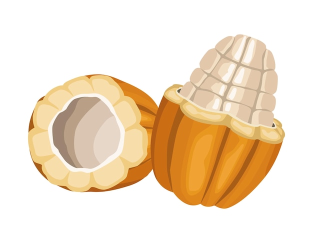 Vibrant Cocoa Pods Showcasing Nature's Bounty | Jiffy Designs