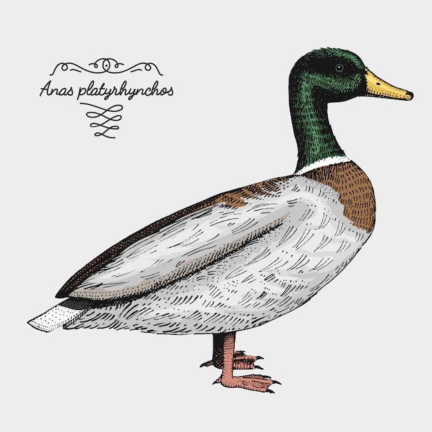 Detailed Illustration of a Vibrant Mallard Duck | Jiffy Designs