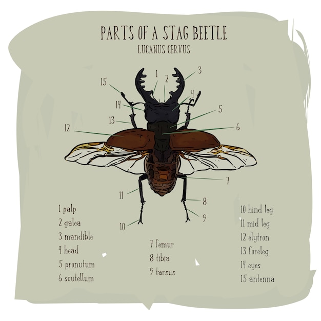 Detailed Diagram of a Stag Beetle's Anatomy | Jiffy Designs