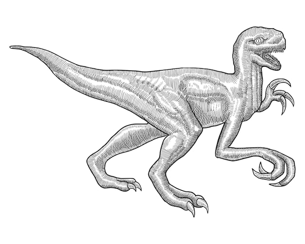 Majestic Velociraptor: Prehistoric Predator in Detailed Illustration ...