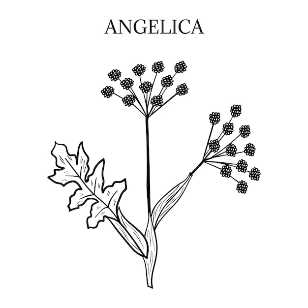 Elegant Botanical Illustration of Angelica Flower and Leaves | Jiffy ...