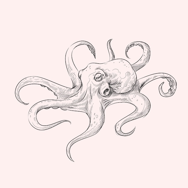 Captivating Octopus: A Detailed Sketch of a Curious Sea Creature ...