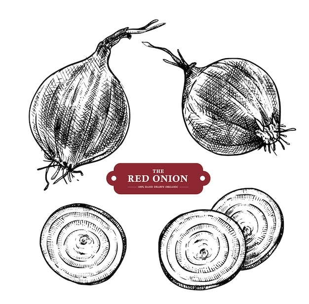 Detailed Sketch of Vibrant Red Onions and Slices | Jiffy Designs