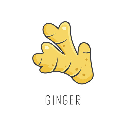 Ginger Line Vector Illustration, Cooking Isolated Ico | Jiffy Designs
