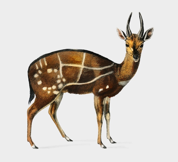 Detailed Antelope Illustration with Intricate Geometric Patterns ...