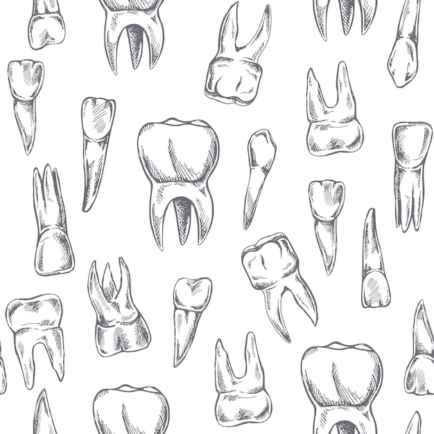 Dental Anatomy: A Detailed Sketch of Diverse Teeth Shapes | Jiffy Designs