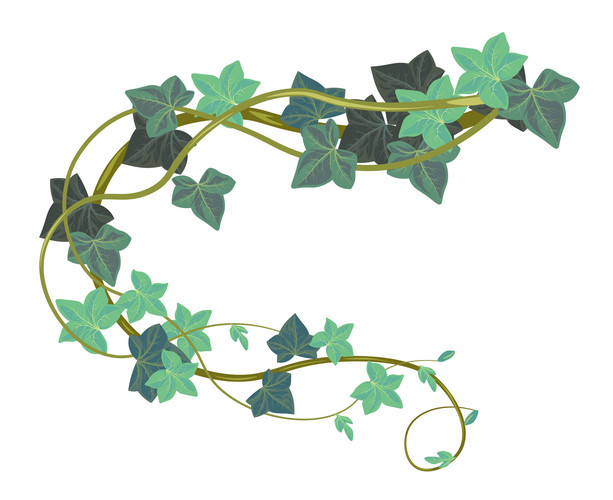Ivy Climbing Plant Design, Isolated Hedera Botany With Stem And Lush ...