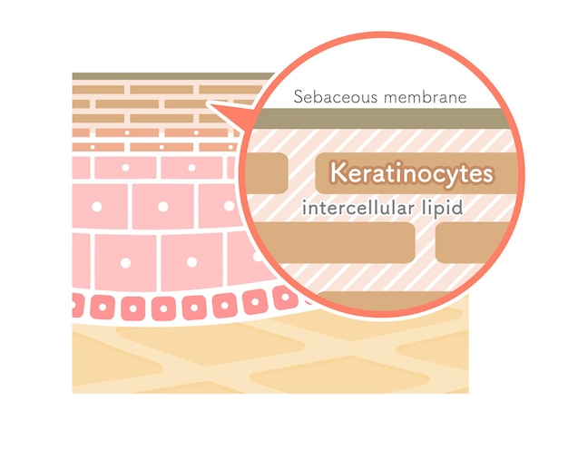Detailed Illustration of Skin's Cellular Structure and Composition ...
