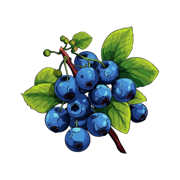 Vibrant Blueberry Cluster with Lush Green Leaves | Jiffy Designs