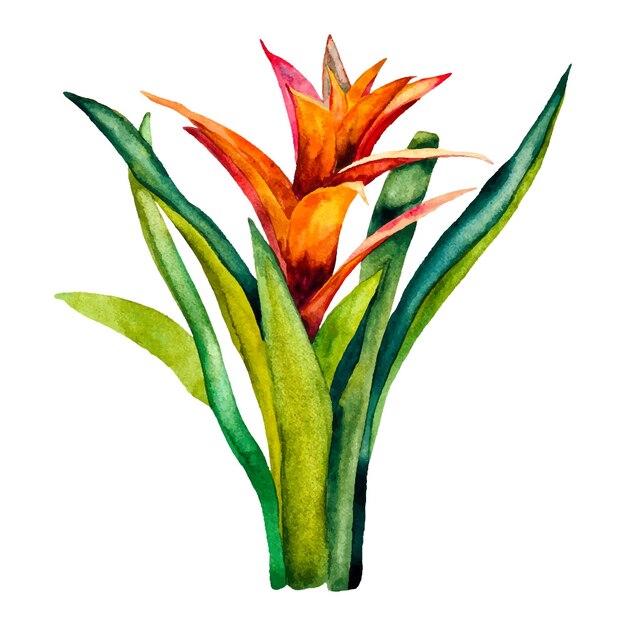 Vibrant Tropical Bromeliad Flower in Vivid Colors | Jiffy Designs