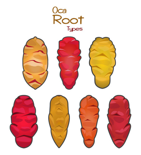 Types Of Oca Roots, Vector Illustration. Set Of Oca Roots Of 7 ...
