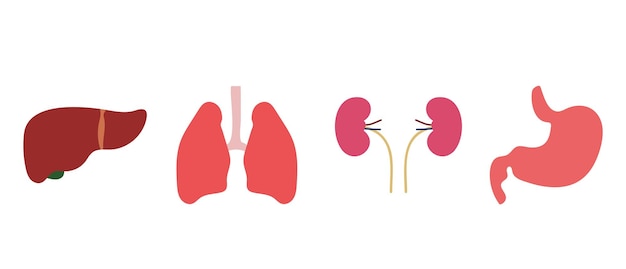 Vibrant Anatomy: A Minimalist Exploration of Internal Organs | Jiffy ...