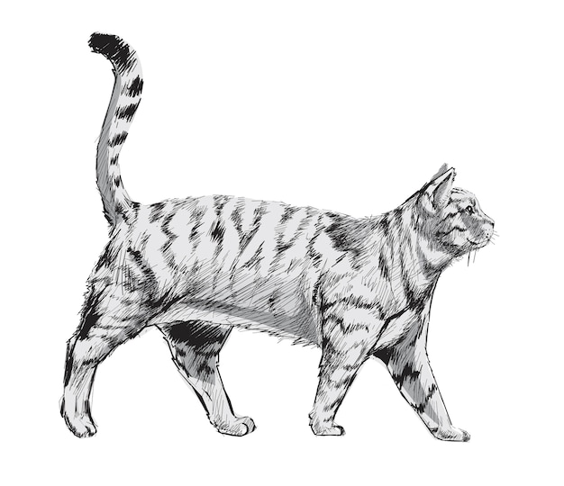 Detailed Pencil Drawing of a Prowling Bengal Cat | Jiffy Designs