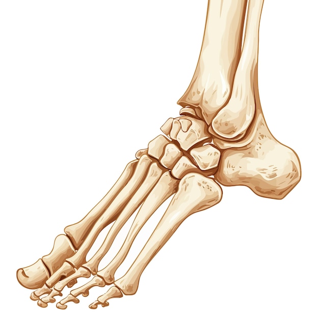 Detailed Anatomical Illustration of the Human Foot Skeleton | Jiffy Designs
