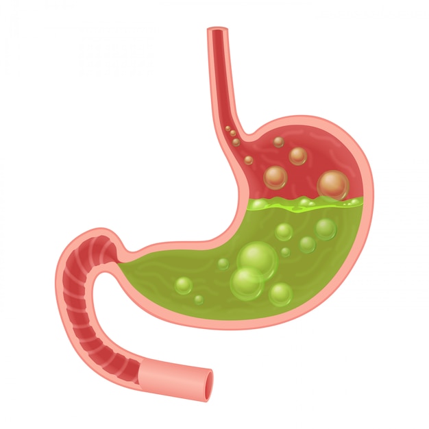 Vibrant Gastric Illustration Showcasing Digestive Process | Jiffy Designs