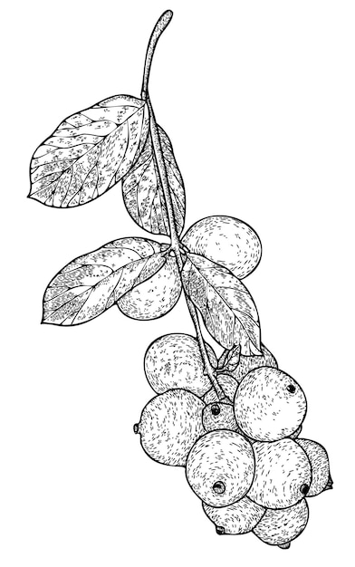 Detailed Sketch of Lychee Fruit Cluster on Branch | Jiffy Designs