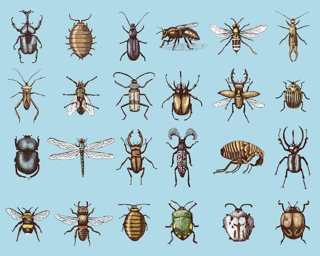 Diverse Collection of Intricate Insect Illustrations | Jiffy Designs