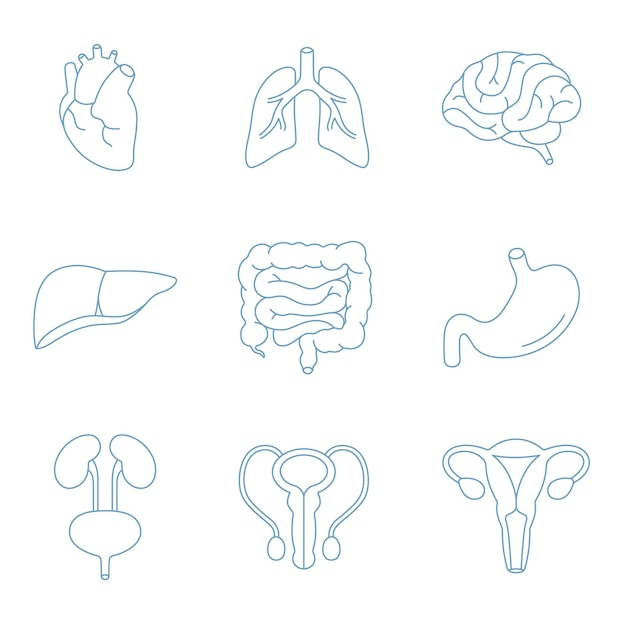 Anatomical Symbols: Minimalist Organ Illustrations | Jiffy Designs