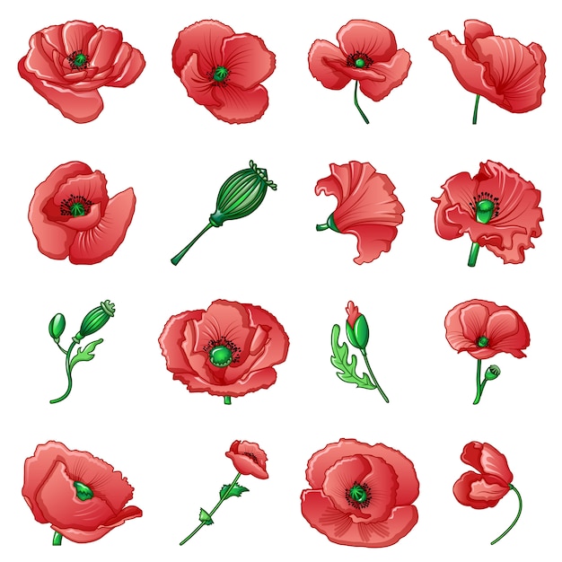 Vibrant Red Poppy Flowers Clipart Collection with Buds and Leaves ...