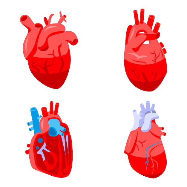 Vibrant Anatomical Hearts: A Striking Visual Exploration | Jiffy Designs